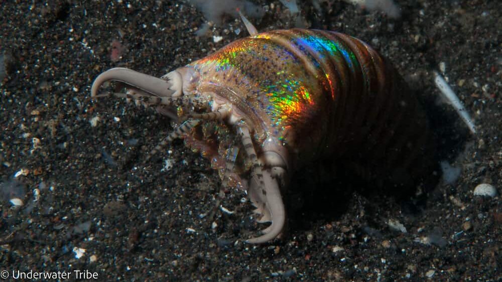 Bobbitt Worm - Creature Feature - Underwater Tribe