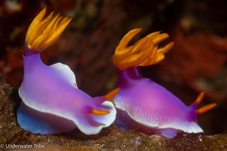 Bali Nudibranchs - Underwater Tribe