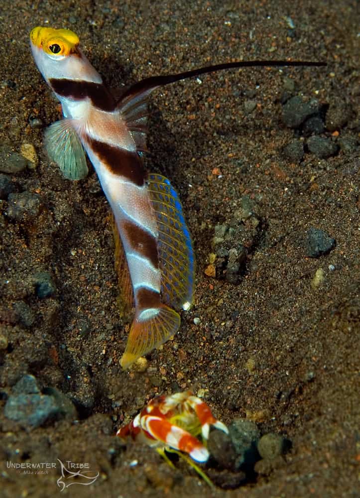 Gobies - Animal Encounters - Underwater Tribe