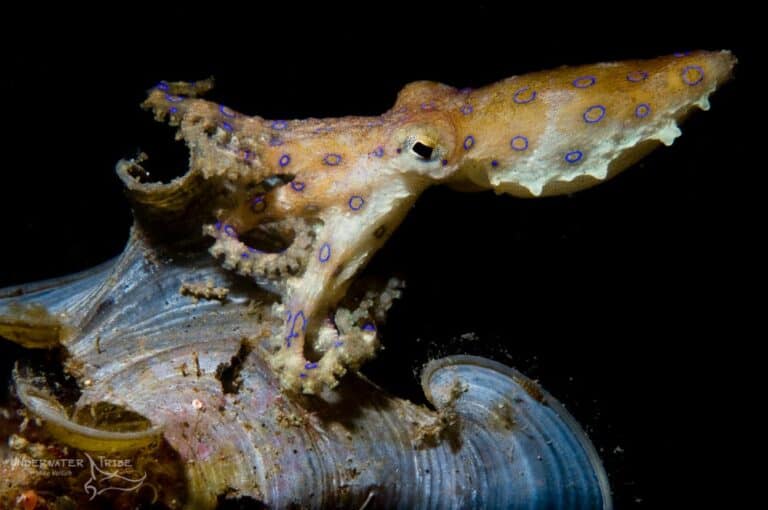 Blue Ring Octopus - Beautiful Yet Deadly - Underwater Tribe